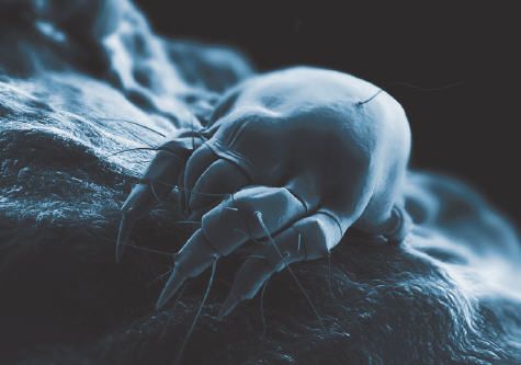 Allergie aux acariens : thérapie et pronostic